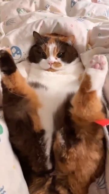 Как правильно чесать котику шерсть 😺 ...👇