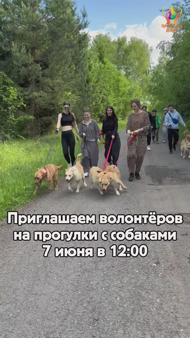 Друзья, приглашаем волонтёров на прогулки с собаками в воскресенье, 7 июня, в 12:00! 🐕🐾