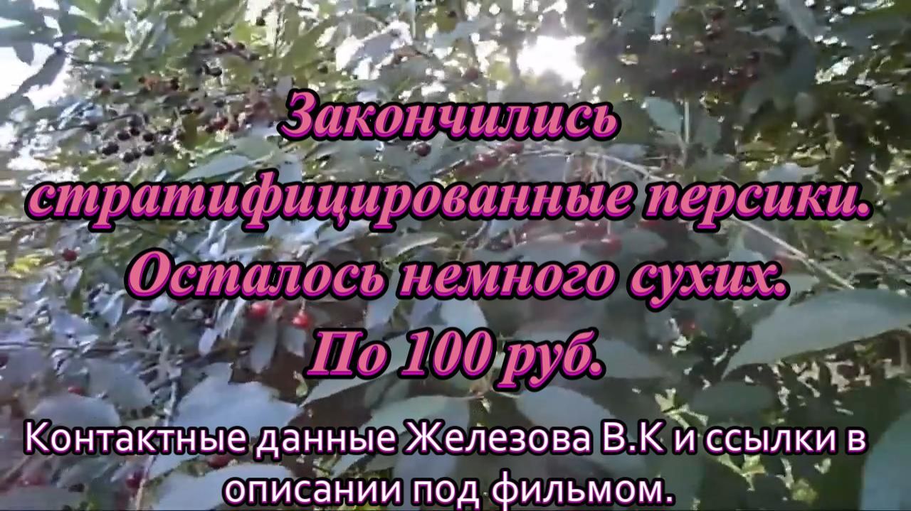 Закончились стратифицированные персики.  Осталось немного сухих. По 100 руб.