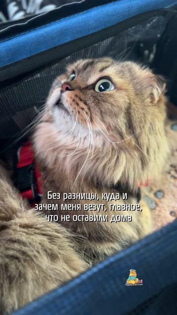 Самуэль всегда рад поездкам на дачу🏡😸 #котики #юмор #питомцы #животные #кот