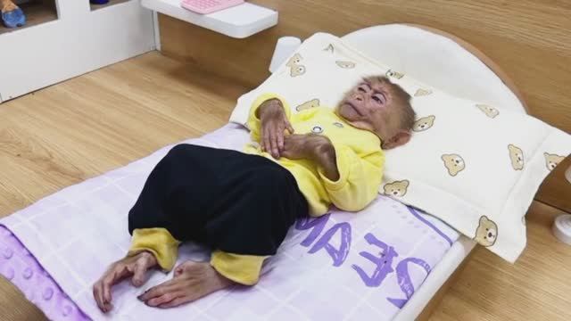 Жизнь маленькой обезьянки 24часть! кто помог собачке??🙈🐶🦧