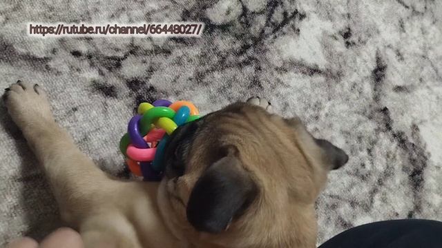 Шаня играет с любимой игрушкой