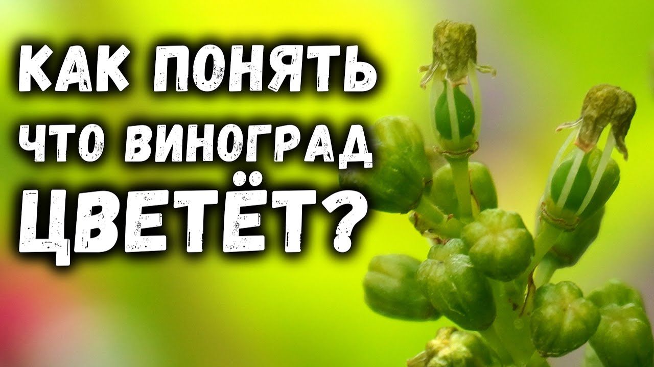 Как понять что виноград цветёт? (20.06.2021) (Видеоблог Давида Алверцяна)