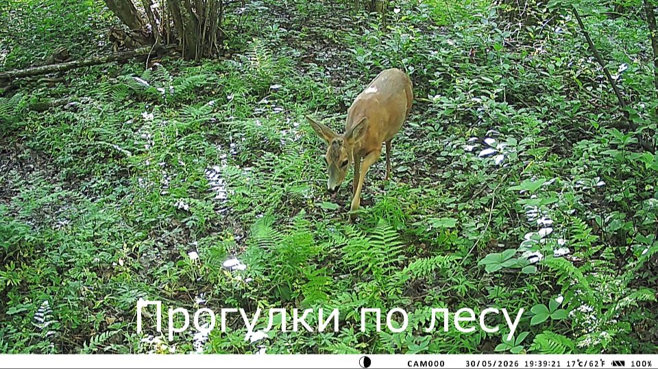 Проверяю фотоловушку со связью.Ожила после оплаты интернета.