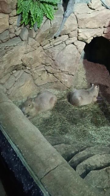Воронежский океанариум