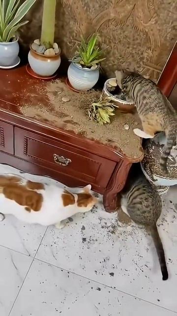Funny Cats