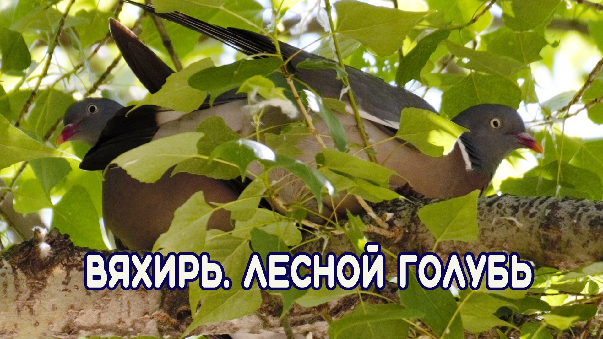 Вяхирь. Дикий лесной голубь. Голос вяхиря. Птица отряда голубеобразные.
