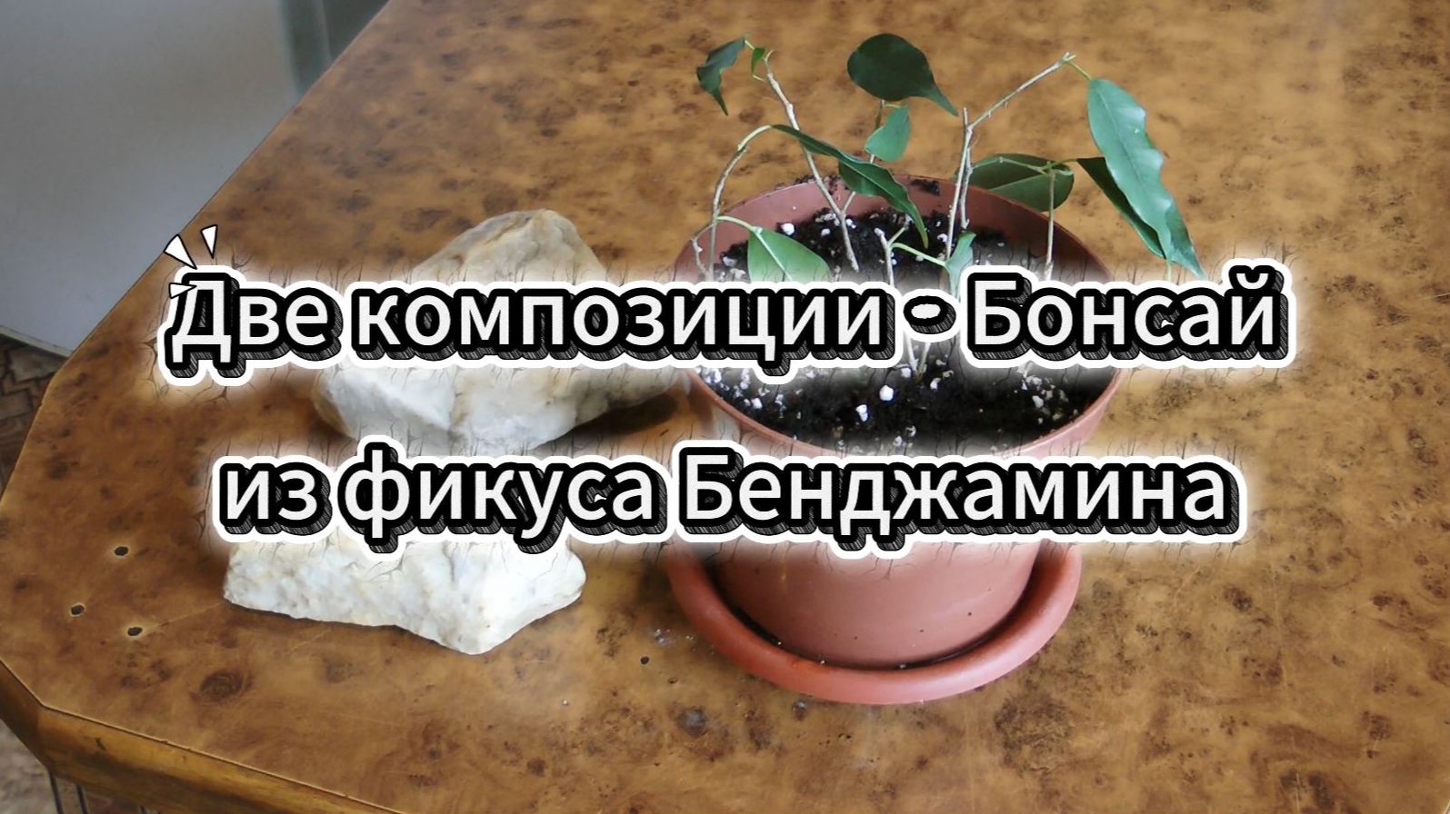 Две композиции - Бонсай из фикуса Бенджамина (4К)