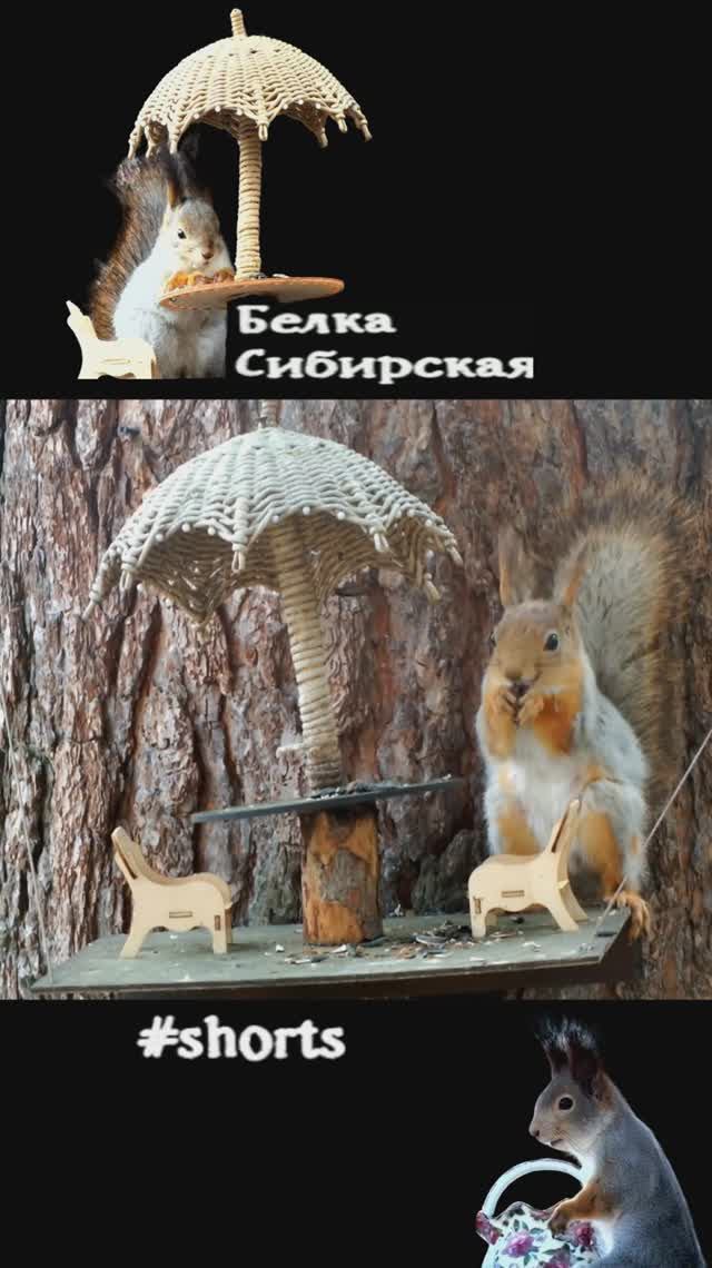 Белка трапезничает за столиком