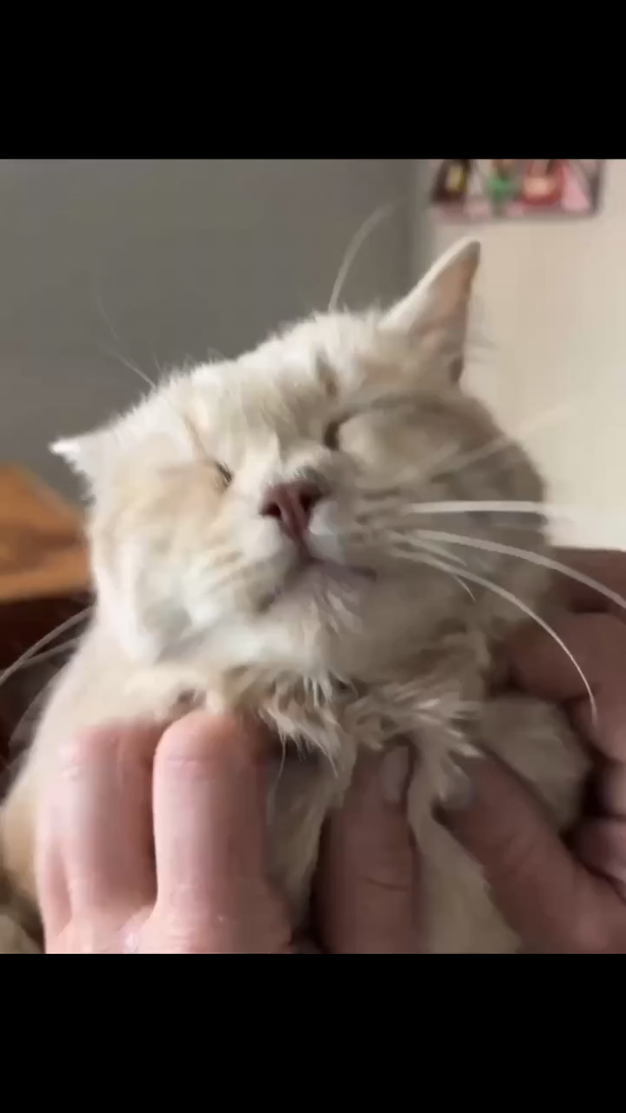 Мурлыка 😻