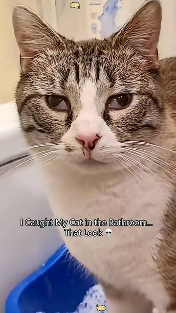 #cats #catslovers #fyp #pawsn #funny #studywithmeandmycat