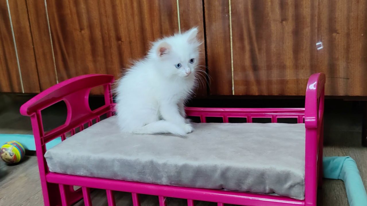 Мама-кошка, котенок Микки и его лежанка.