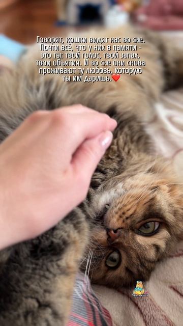 Кошки видят нас во сне🥹❤️ #котики #кошки #милыекотики #животные