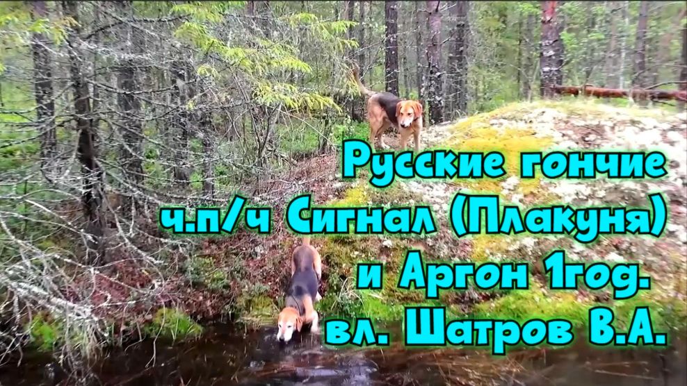 Русские гончие ч.п/ч Сигнал (Плакуня) и Аргон 1год. вл. Шатров В.А.#охотасгончей#собака#топ#hunting