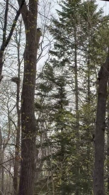 Прикольные белочки 🐿
