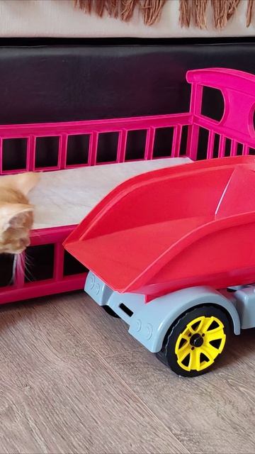 Котенок прибыл на самосвале. #котенок