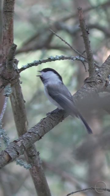 Буроголовая гаичка (Poecile montanus)