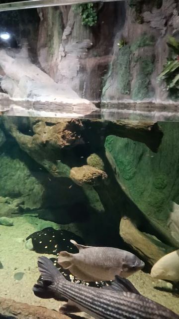 Воронежский океанариум