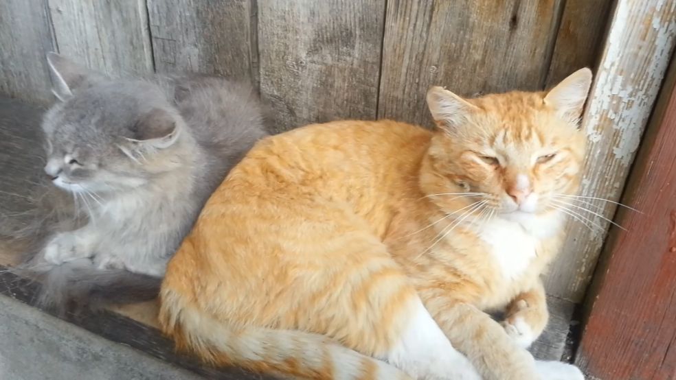 "Кошачья сказка"