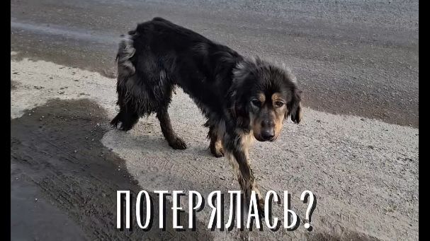 Скалли