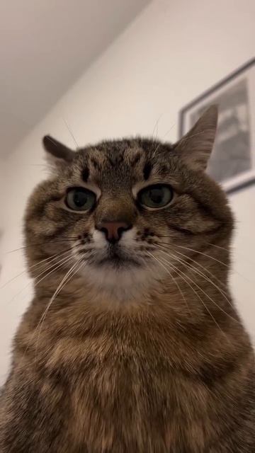 Я присматриваю за тобой! 😼