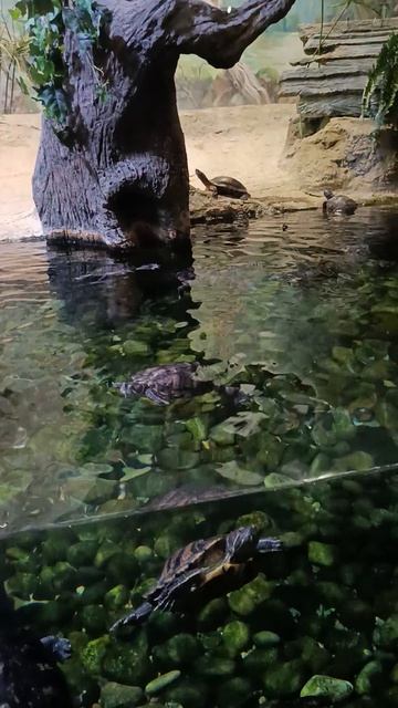 Воронежский океанариум
