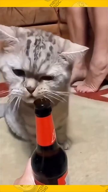 Кошаки помощники - заходи в вк --﹥ https://vk.com/peshkom_postoyu_smile_vk