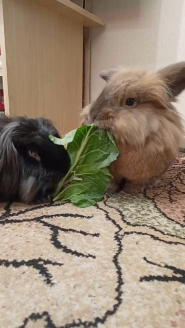 🥬 Один лист на двоих. 🐰🐰 Идеальный обед.