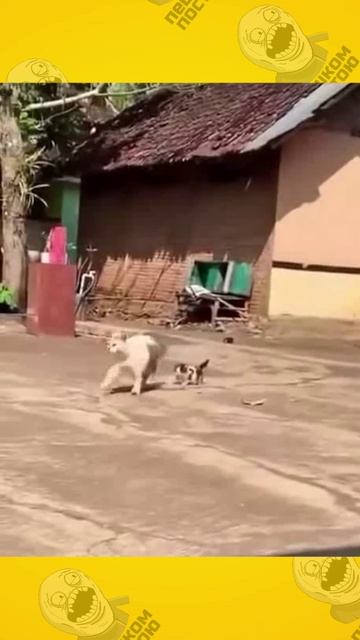 кошка на службе - заходи в вк --﹥ https://vk.com/peshkom_postoyu_smile_vk