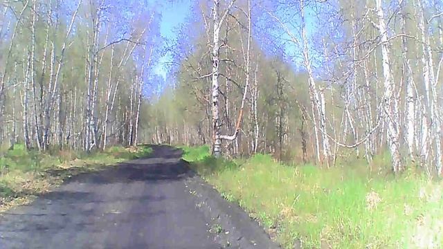 Мильково за черемшой!