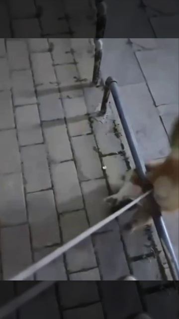 Ладно, зато он красивый