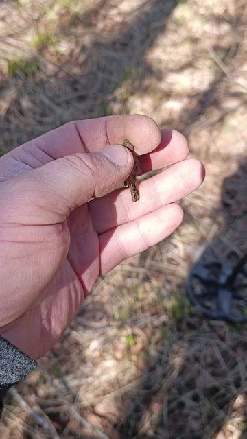 Обыкновенные лесные находки #shorts #лесныенаходки  #metaldetecting #находкиметаллоискателем #коп