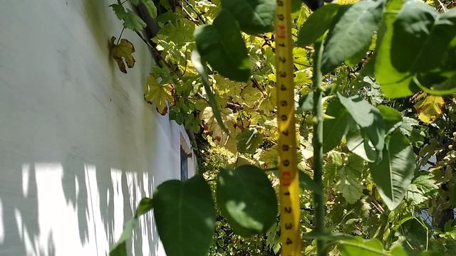 Прирост за пол сезона 190 см.  Идеальные условия. Rosa centifolia.