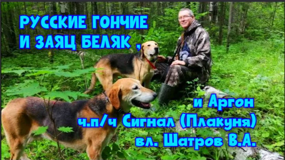 РУССКИЕ ГОНЧИЕ И ЗАЯЦ БЕЛЯК , ч.п/ч Сигнал (Плакуня) и Аргон вл. Шатров В.А. #охотасгончей #hunting