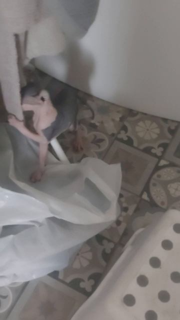 фрэя играет в прятки