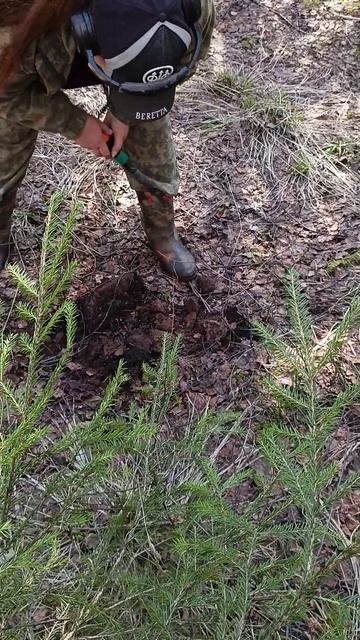Изумительное место в лесу #shorts #леснойпоиск #metaldetecting #лесныеместа #находкиметаллоискателем