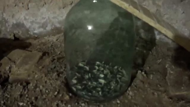 Простая мышеловка, проверенная временем.