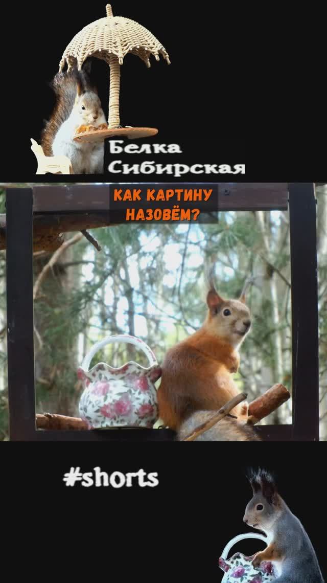 Белка в порывах ветра