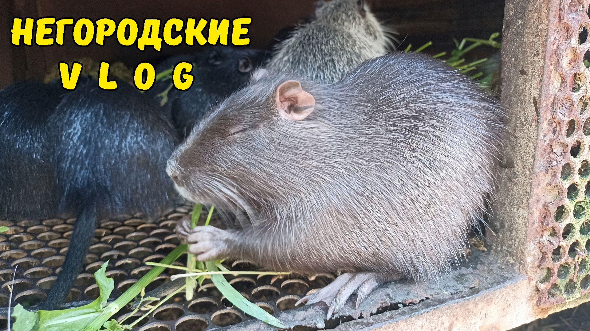В погребе поднялась вода! НУТРИИ не остаются без зелени. 2.06.26