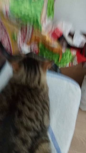 знакомьтесь это булочка с корицей.🙃