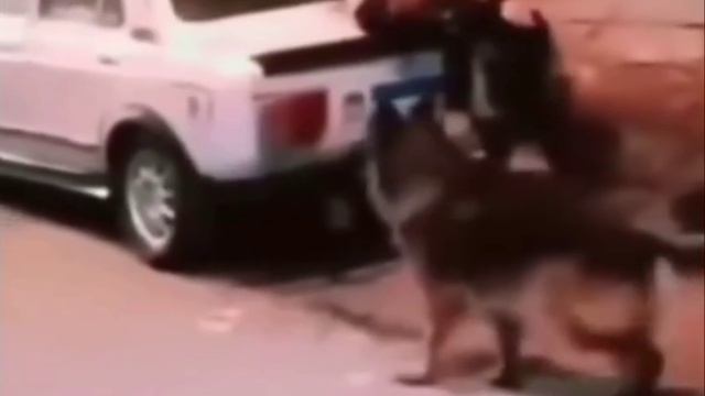 Каков шанс смутить собаку во время погони