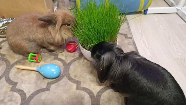 🌿 Маленькие радости кроличьей жизни