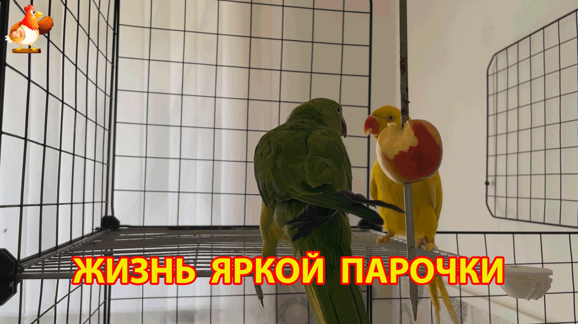Жёлтый и Зелёный   сериал о жизни двух кольчатых ожереловых попугаев 🦜🦜 (6)