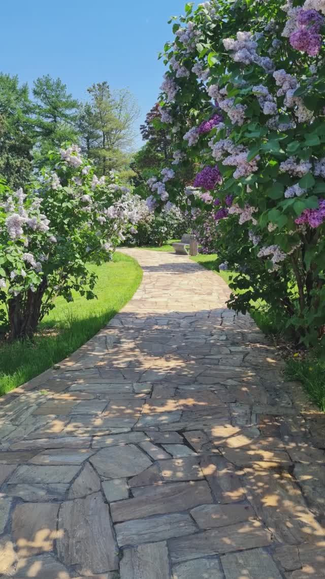 Сирень на ВДНХ 22052026