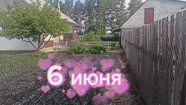 Тополиный пух в начале июня