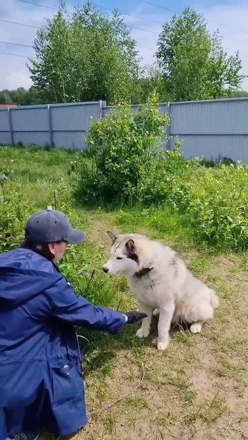 Плюша