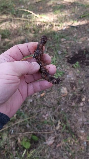 Что за подкова? #shorts #стариннаяподкова #metaldetecting #находкиметаллоискателем #другаяжизнь