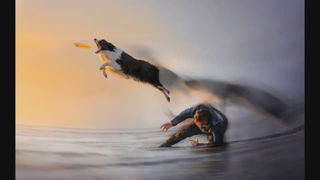 Об итогах фотоконкурса Dog Photography Awards 2025