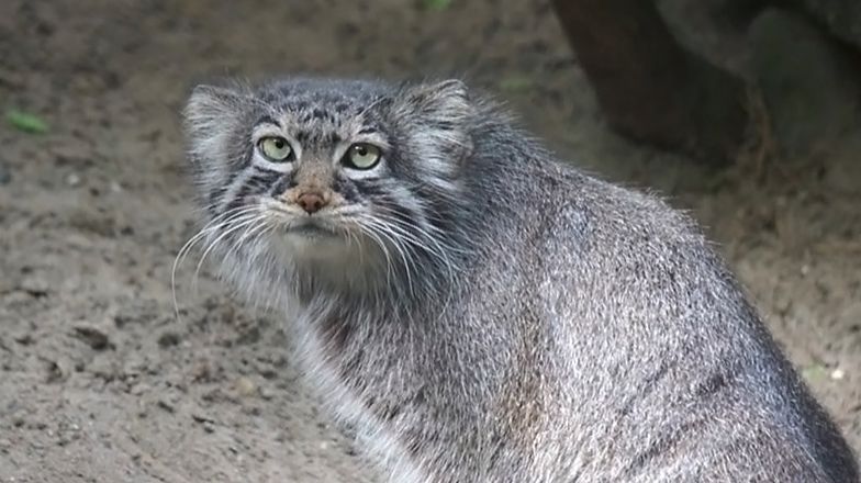 На аллее манулов суровый Жора, Снежана и Снежинка, котенок Евы и неуловимая Дама, и  мама Адель.