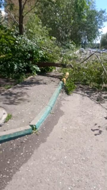 Упало дерево в Омске